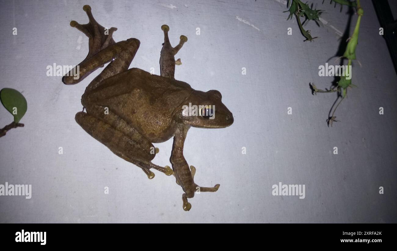 Spot-legged Tree Frog (Polypedates megacephalus) Amphibia Stock Photo ...
