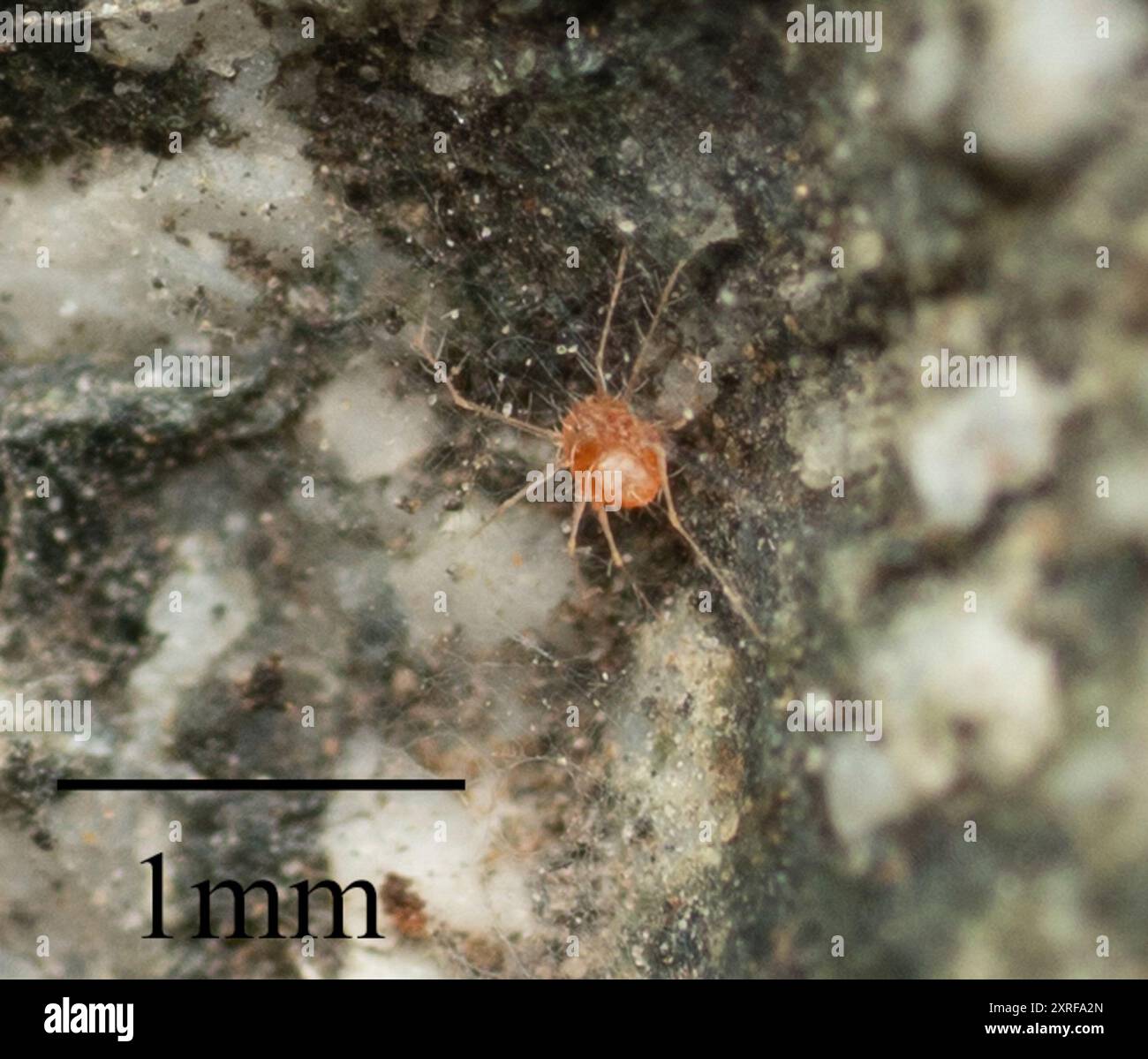 Mites and Ticks (Acari) Arachnida Stock Photo - Alamy