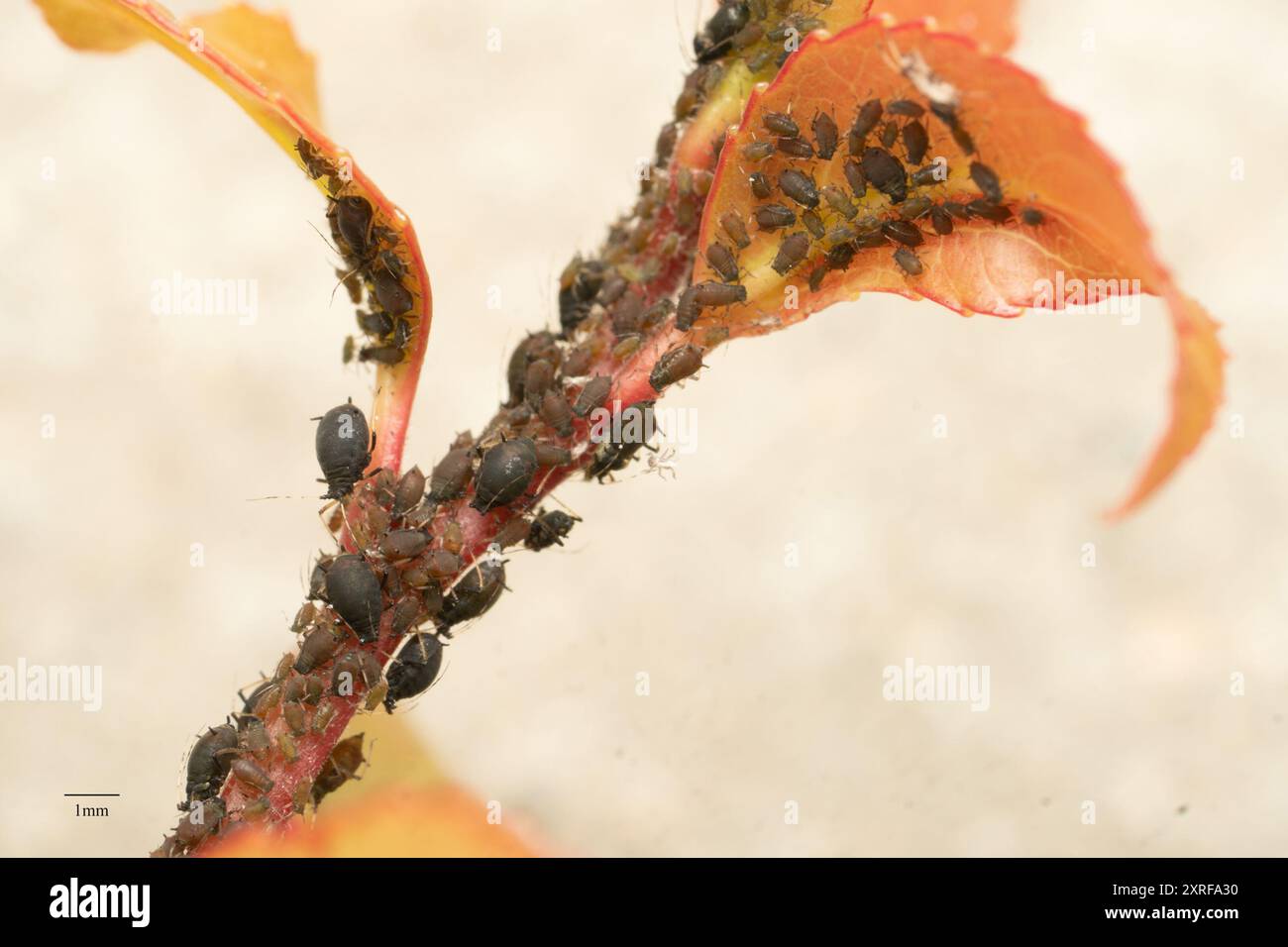 Black Citrus Aphid (Toxoptera aurantii) Insecta Stock Photo - Alamy