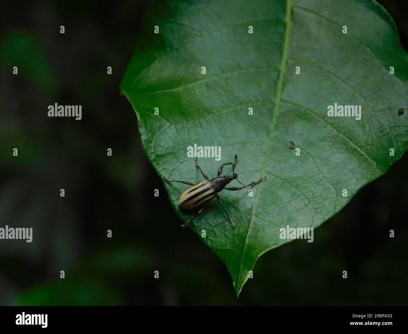 Diaprepes Root Weevil (Diaprepes abbreviatus) Insecta Stock Photo - Alamy