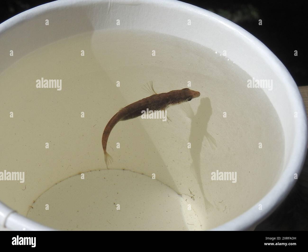 Threespine Stickleback (Gasterosteus aculeatus) Actinopterygii Stock ...