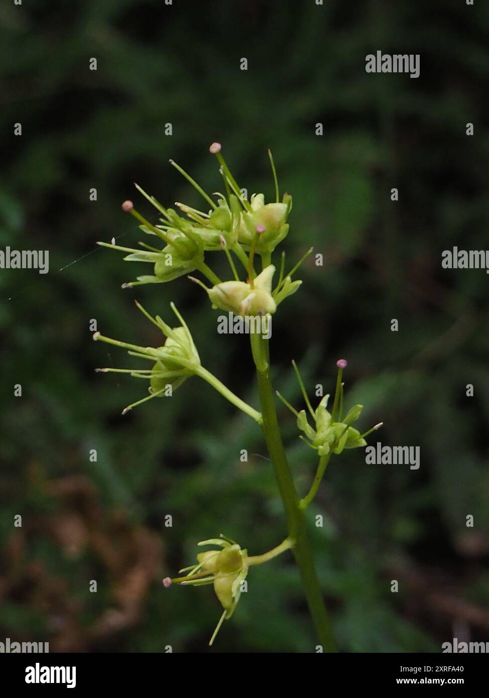 (Heloniopsis umbellata) Plantae Stock Photo - Alamy