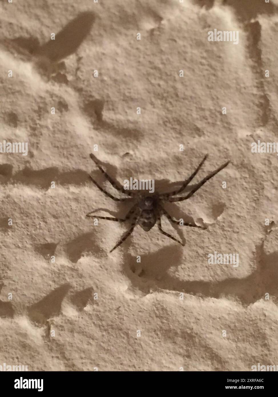 Running Crab Spiders (Philodromus) Arachnida Stock Photo - Alamy