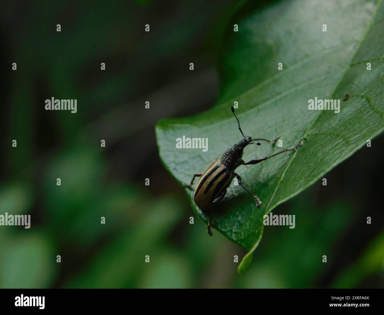 Diaprepes Root Weevil (Diaprepes abbreviatus) Insecta Stock Photo - Alamy