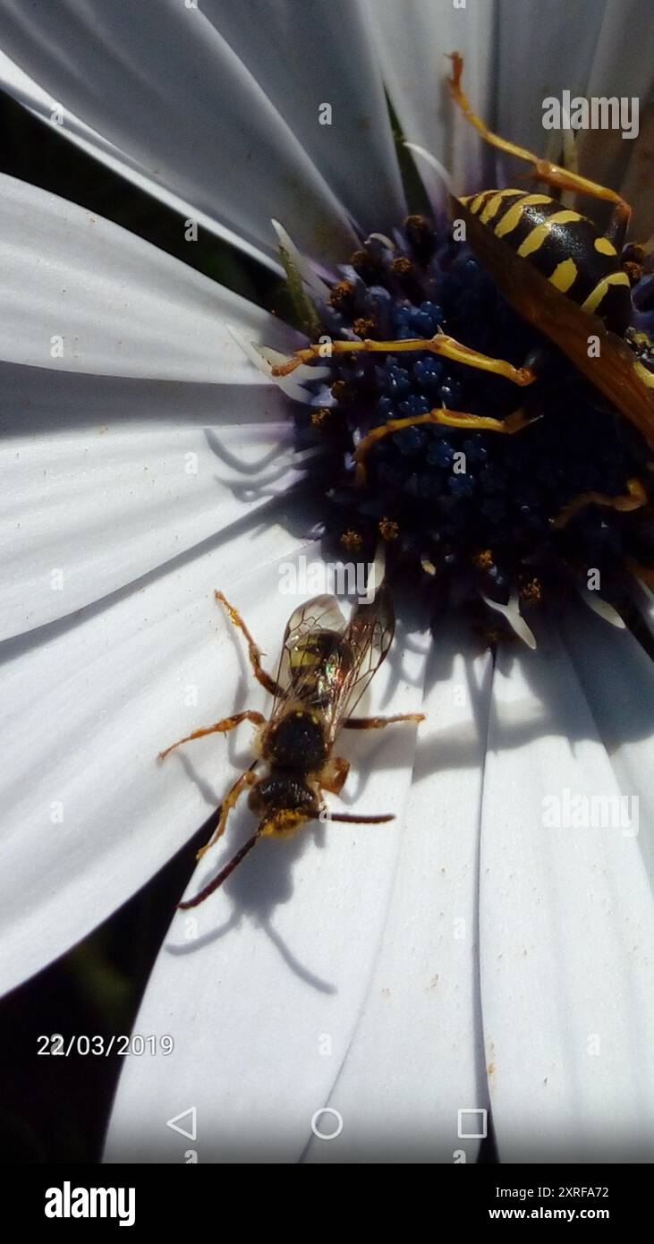 Nomad Bees (Nomada) Insecta Stock Photo - Alamy