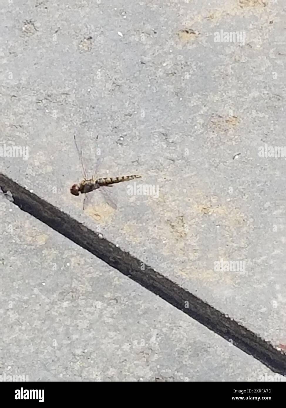 Skimmers (Libellulidae) Insecta Stock Photo - Alamy