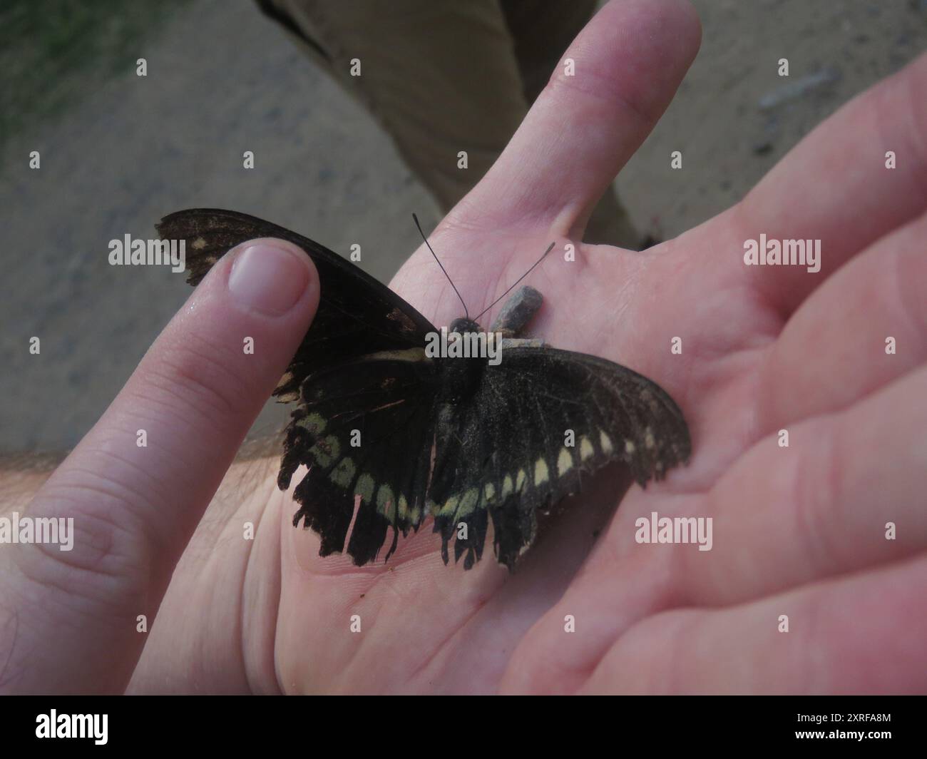 Polydamas Swallowtail (Battus polydamas) Insecta Stock Photo - Alamy