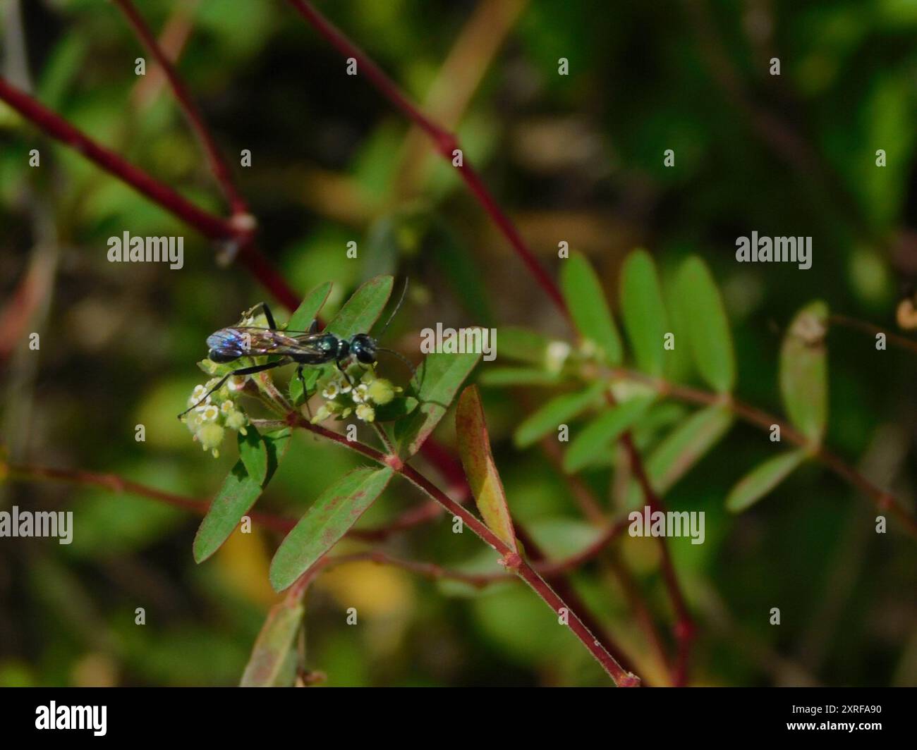 Blue Mud-dauber Wasps (Chalybion) Insecta Stock Photo - Alamy
