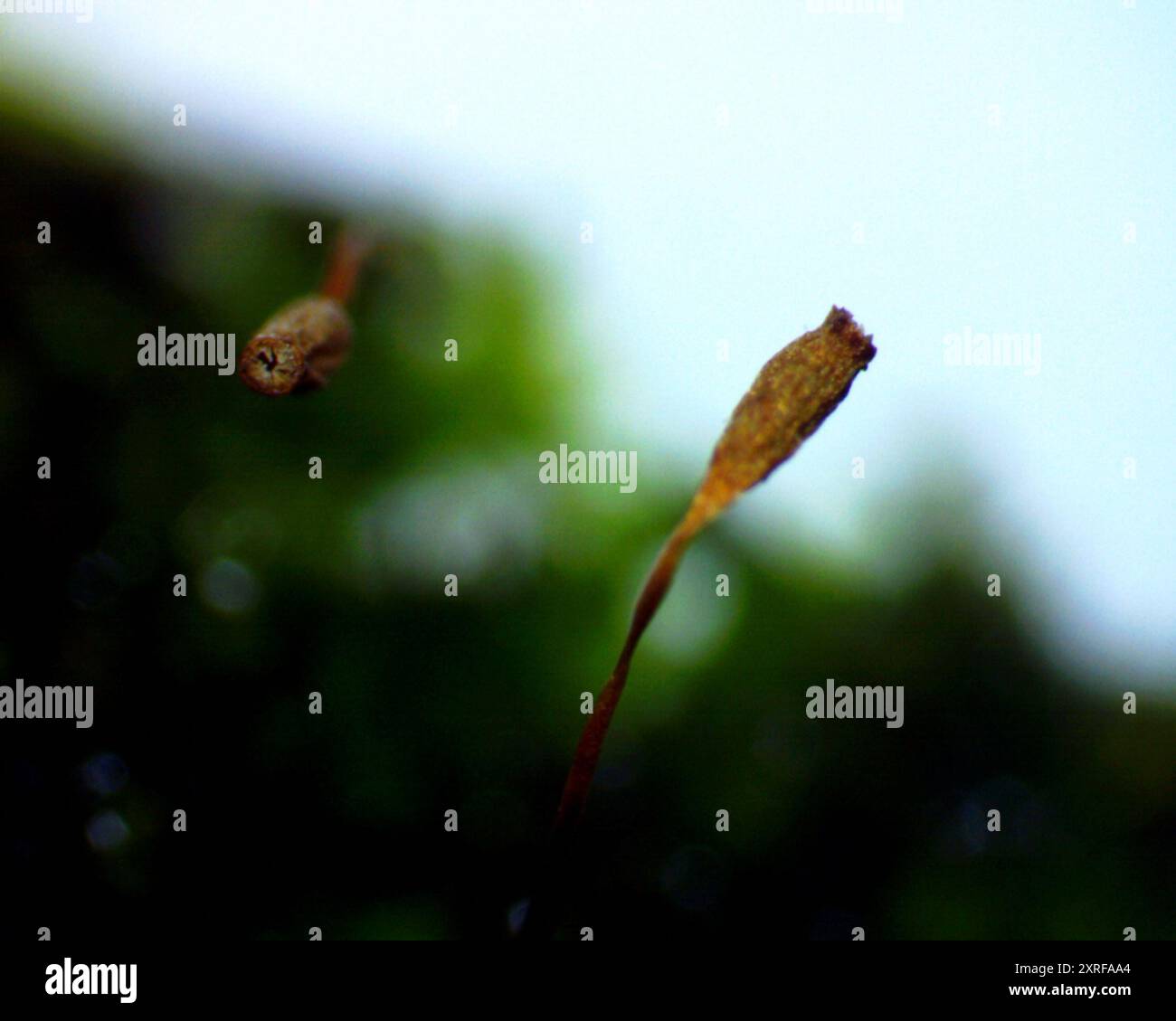 Algal Thread Moss (Pseudoamblystegium subtile) Plantae Stock Photo - Alamy