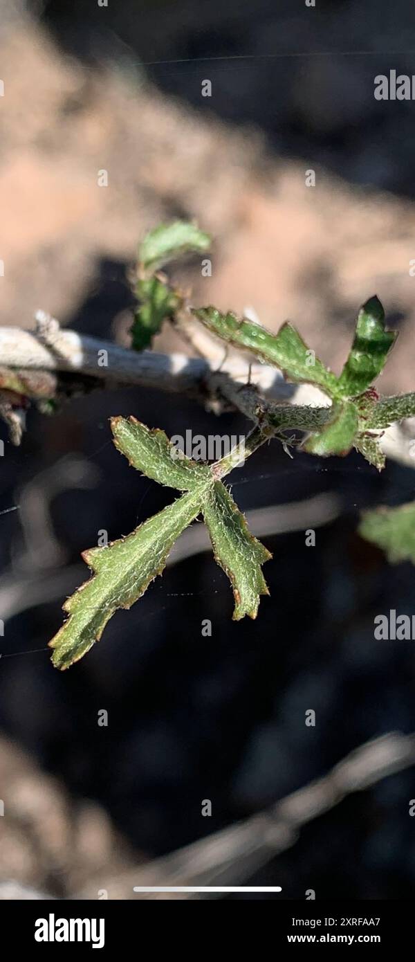 desert rosemallow (Hibiscus coulteri) Plantae Stock Photo - Alamy