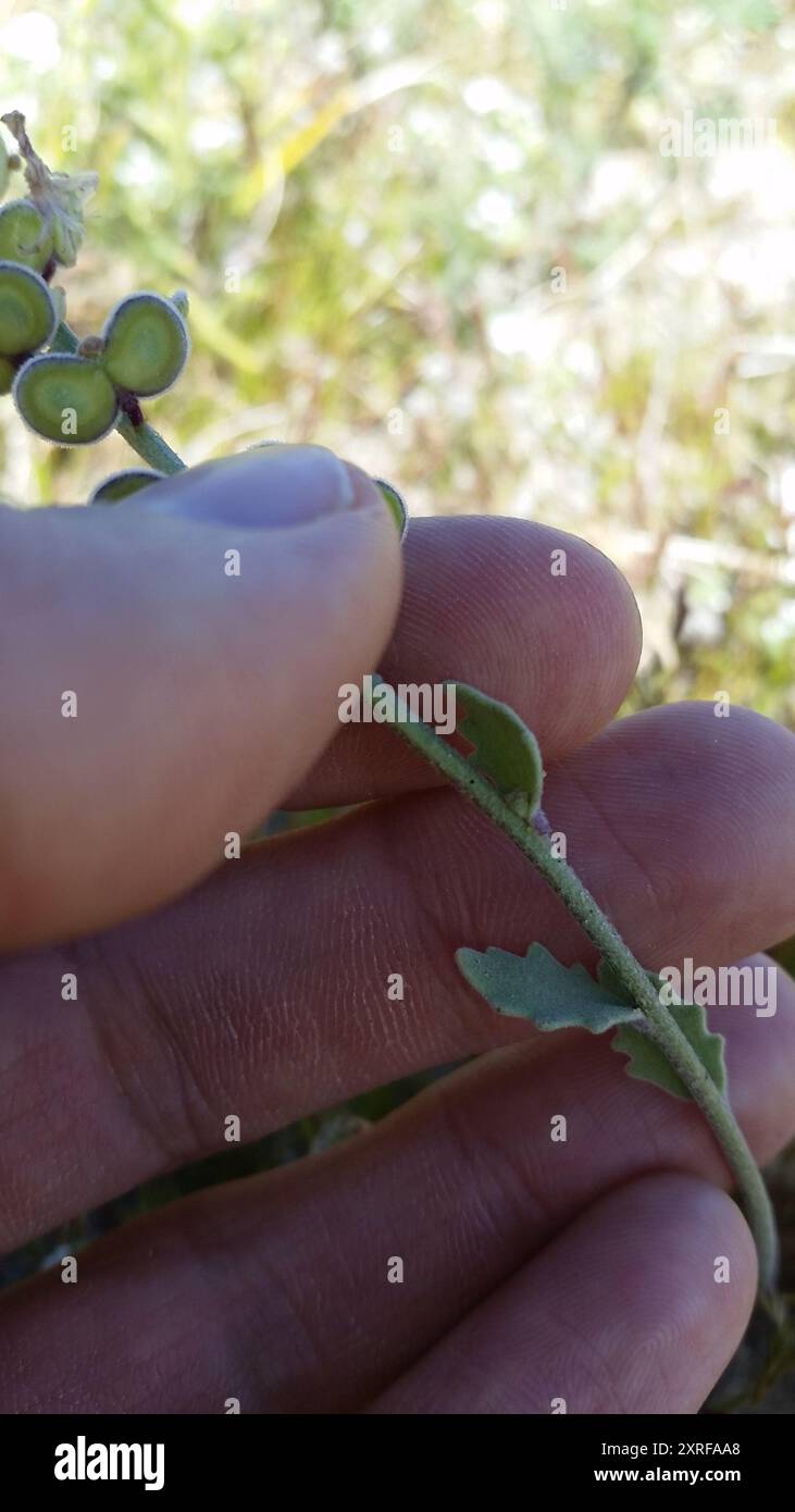 California shieldpod (Dithyrea californica) Plantae Stock Photo - Alamy