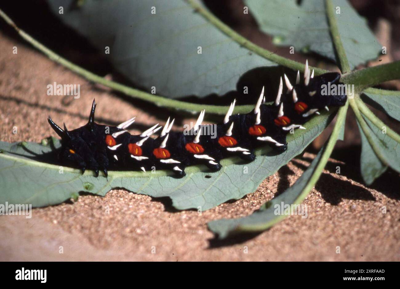 Cabbage Tree Emperor (Bunaea alcinoe) Insecta Stock Photo - Alamy