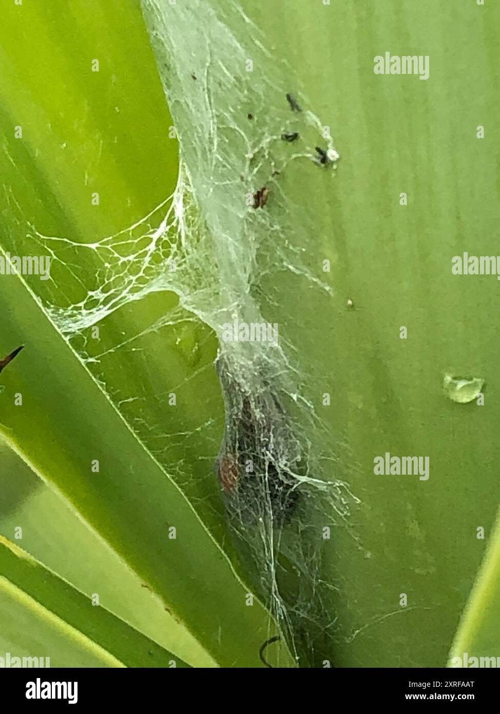 Phoenix Jumping Spider (Phidippus phoenix) Arachnida Stock Photo - Alamy