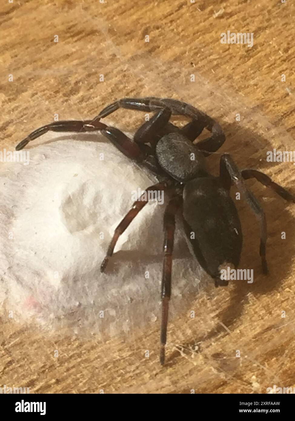 Eastern White-tail Spider (Lampona murina) Arachnida Stock Photo - Alamy
