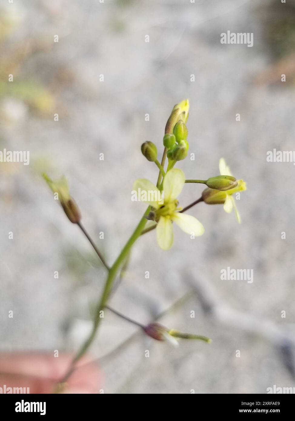 Saharan Mustard (Brassica tournefortii) Plantae Stock Photo - Alamy