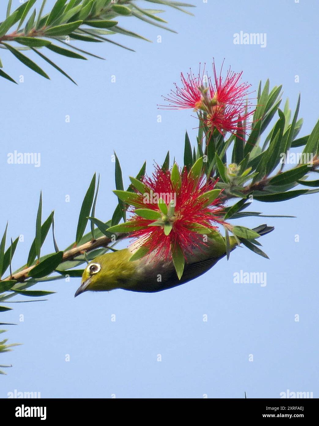Swinhoe's White-eye (Zosterops simplex) Aves Stock Photo - Alamy