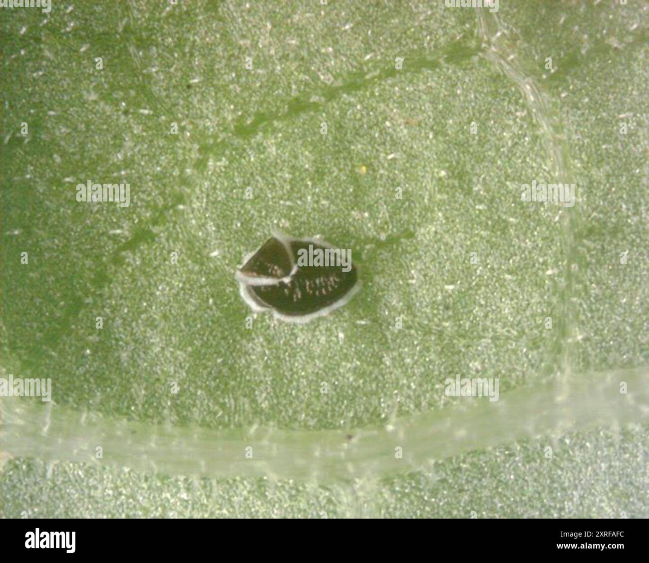 Whiteflies (Aleyrodidae) Insecta Stock Photo - Alamy