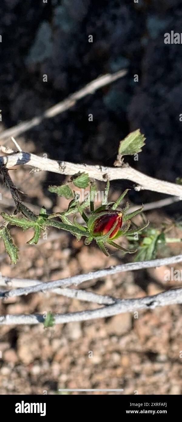 desert rosemallow (Hibiscus coulteri) Plantae Stock Photo - Alamy