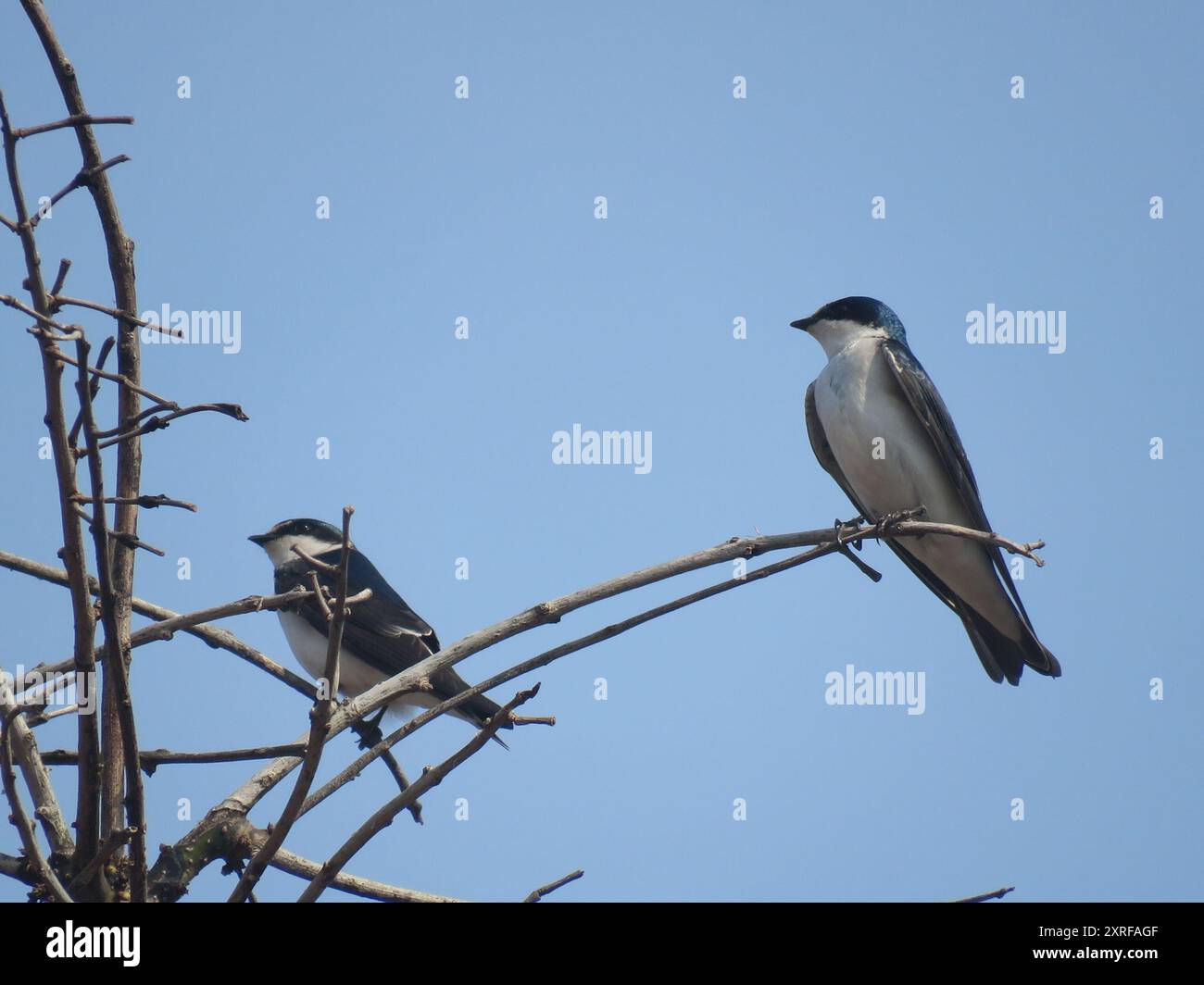 Leucorrhoa hi-res stock photography and images - Alamy