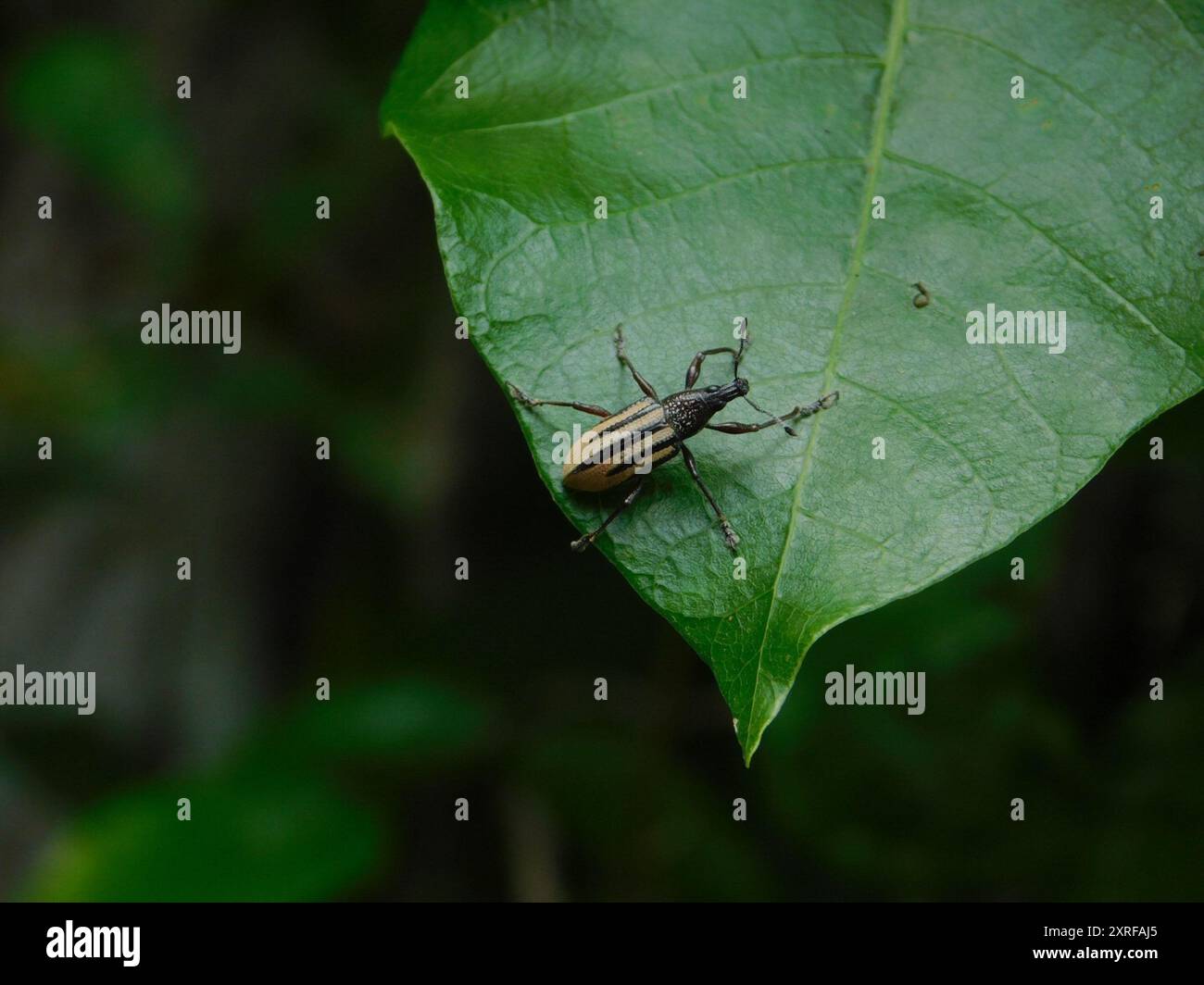 Diaprepes Root Weevil (Diaprepes abbreviatus) Insecta Stock Photo - Alamy