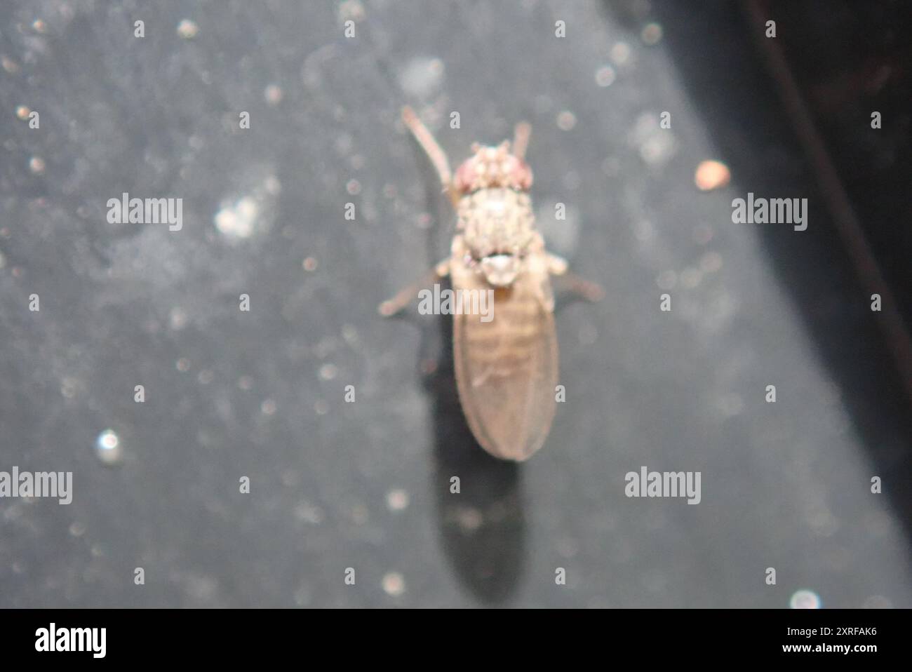 (Drosophila repleta) Insecta Stock Photo - Alamy