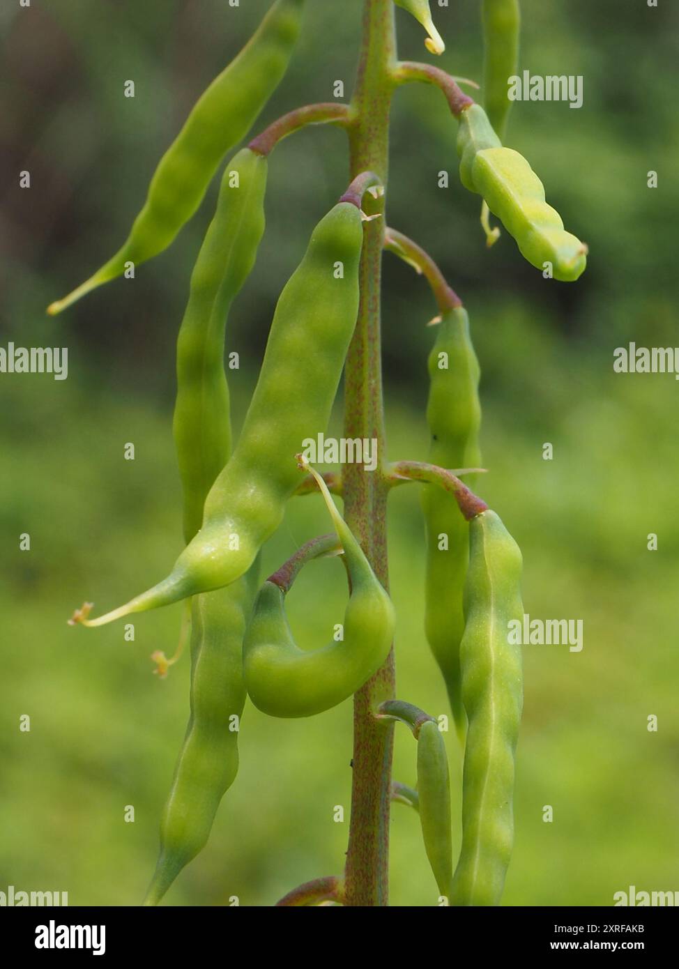 (Corydalis formosana) Plantae Stock Photo - Alamy