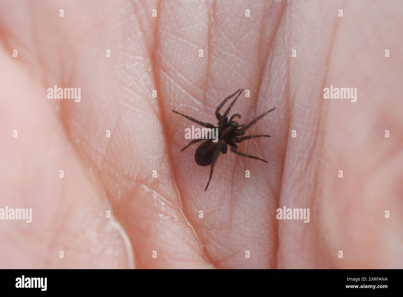 Spiders (Araneae) Arachnida Stock Photo - Alamy