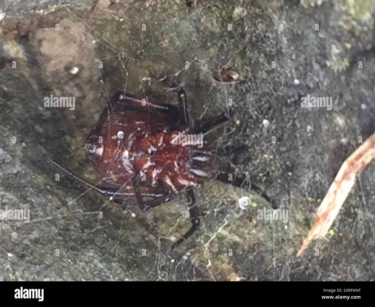 Black Cobweb Spider (Steatoda capensis) Arachnida Stock Photo - Alamy