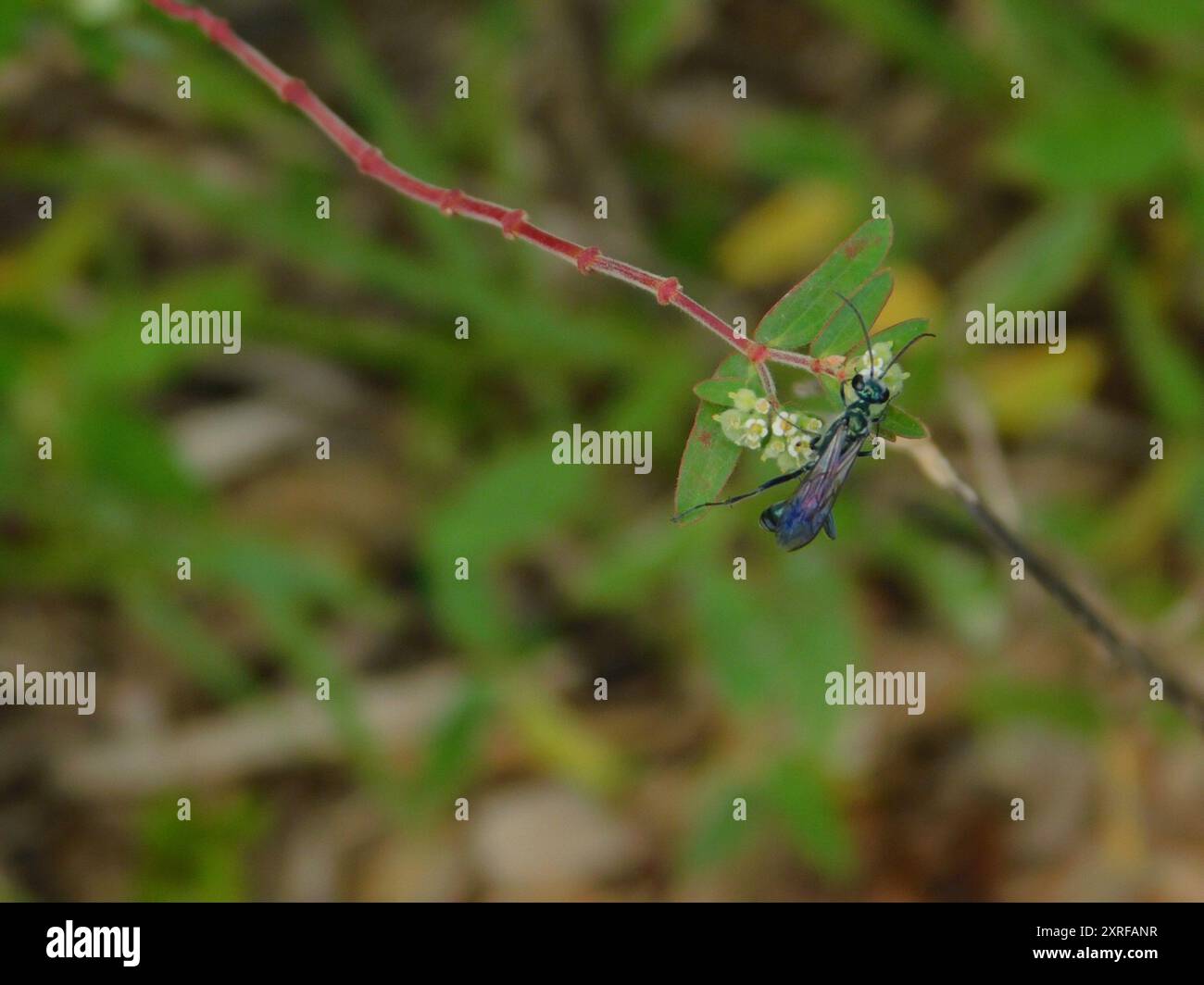 Blue mud dauber wasps hi-res stock photography and images - Alamy