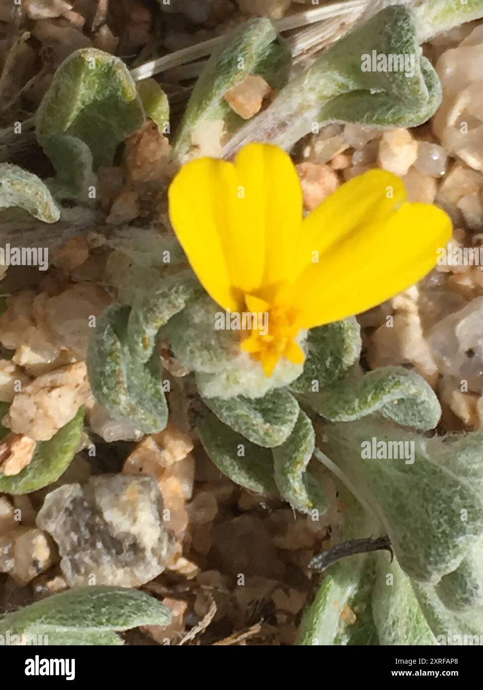 Wallace's woollydaisy (Eriophyllum wallacei) Plantae Stock Photo - Alamy