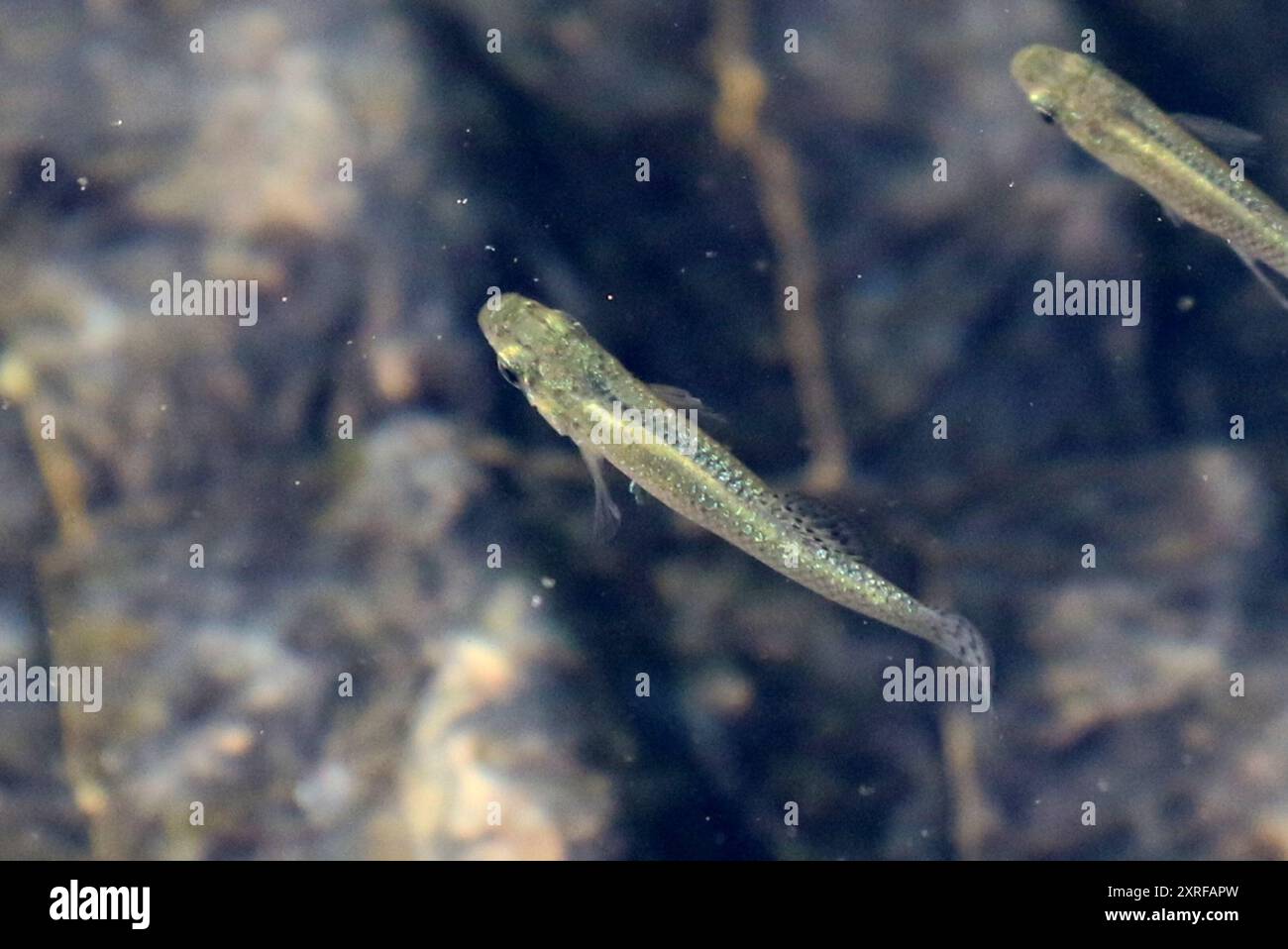 Eastern Mosquitofish (Gambusia holbrooki) Actinopterygii Stock Photo ...