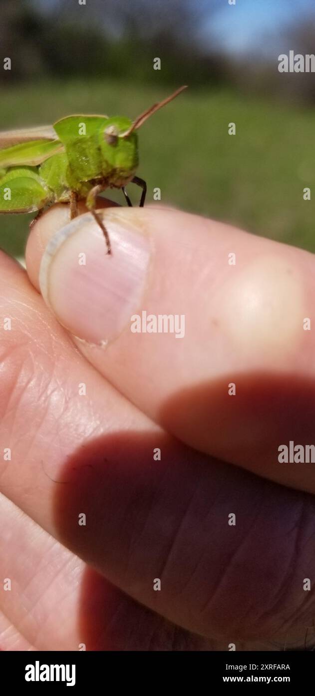 Green-striped Grasshopper (Chortophaga viridifasciata) Insecta Stock ...