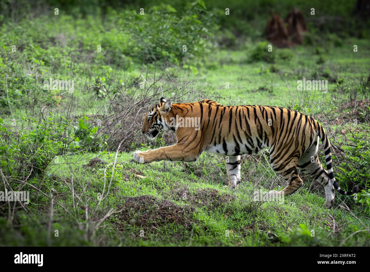 Tiger at Bandipur Stock Photo - Alamy