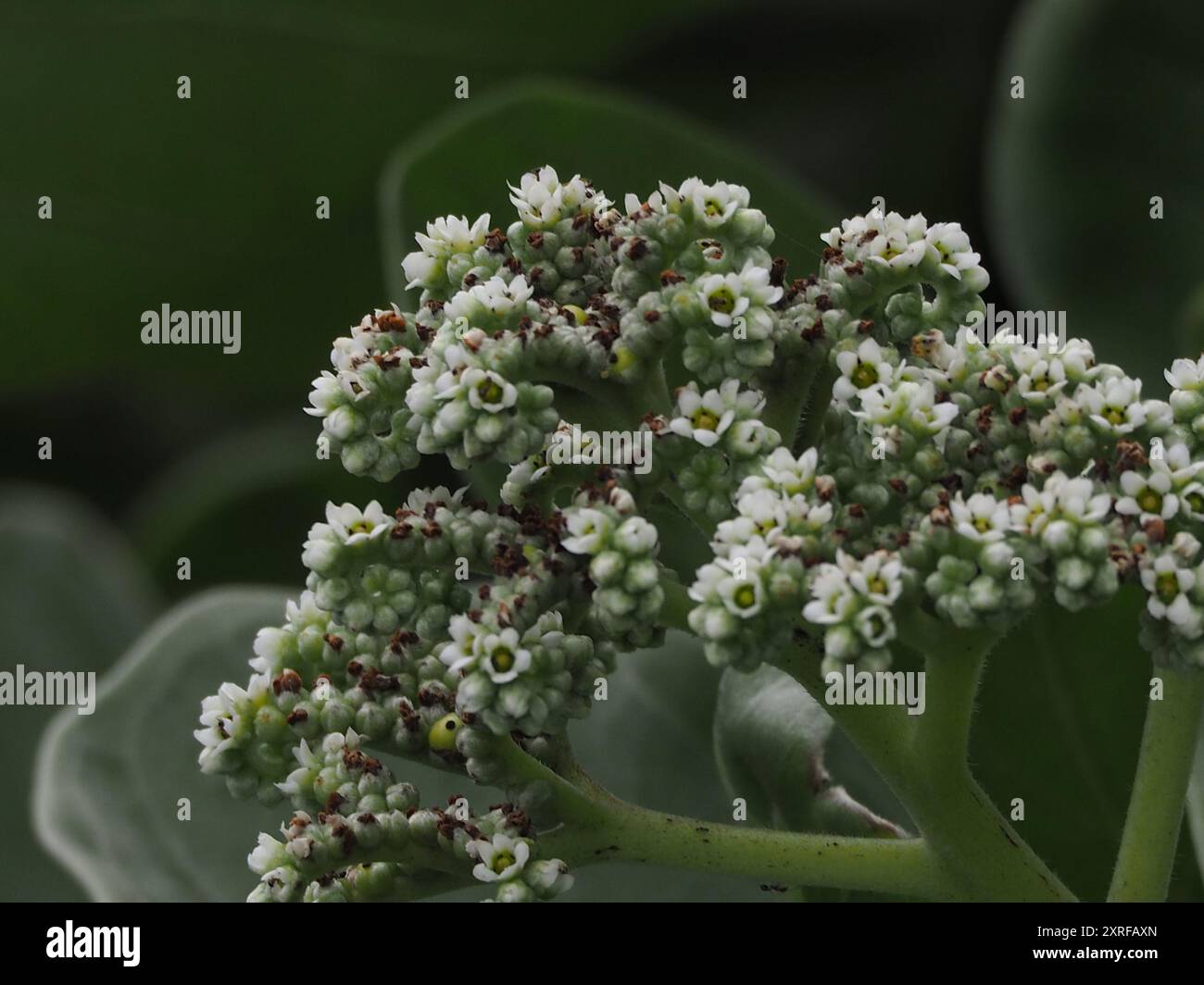 tree heliotrope (Heliotropium arboreum) Plantae Stock Photo - Alamy