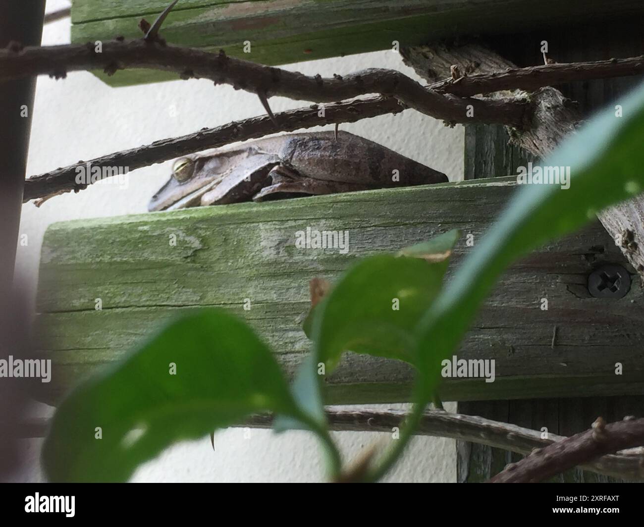 Spot-legged Tree Frog (Polypedates megacephalus) Amphibia Stock Photo ...