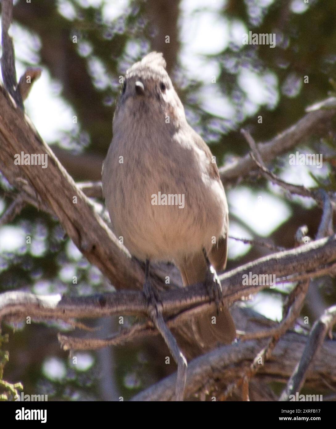 Juniper Titmouse (Baeolophus ridgwayi) Aves Stock Photo - Alamy
