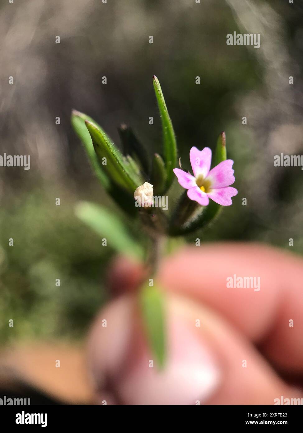 slender phlox (Microsteris gracilis) Plantae Stock Photo - Alamy