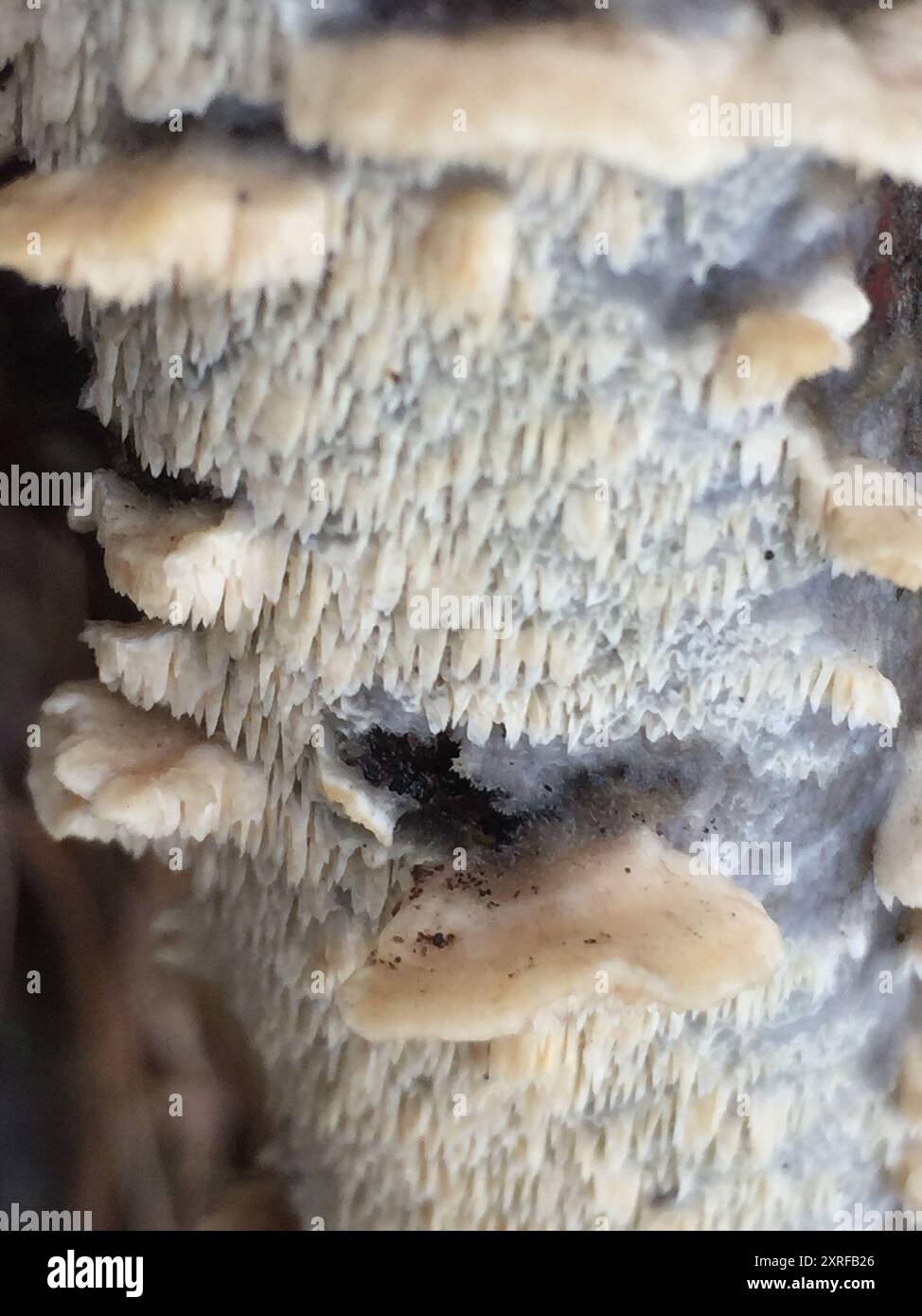 Milk-white Toothed Polypore (Irpex lacteus) Fungi Stock Photo - Alamy
