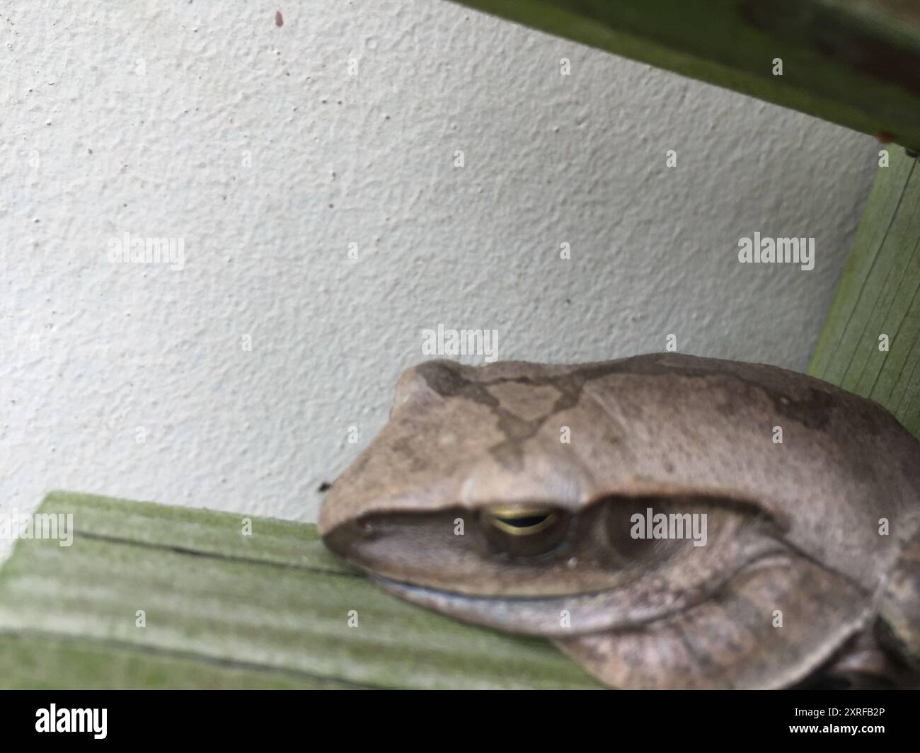 Spot-legged Tree Frog (Polypedates megacephalus) Amphibia Stock Photo ...