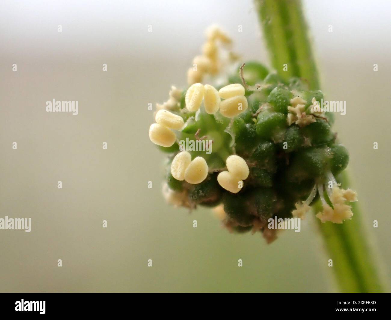 (Chenopodium acuminatum virgatum) Plantae Stock Photo - Alamy