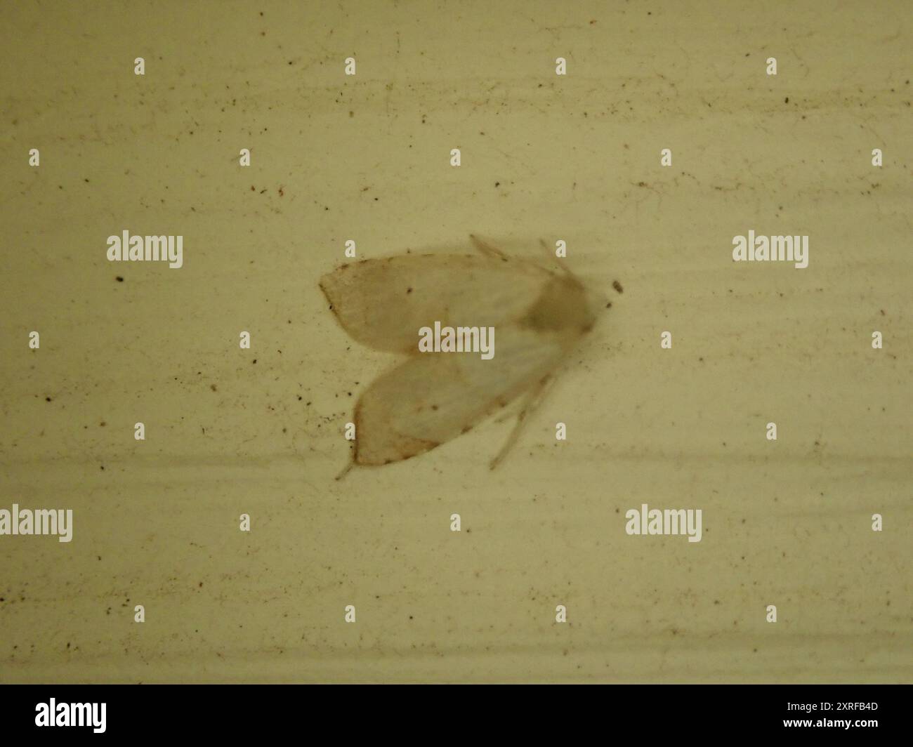 Batman Moth (Coelostathma discopunctana) Insecta Stock Photo - Alamy