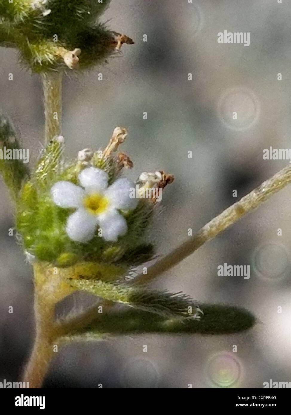 Redroot Cryptantha (Eremocarya micrantha) Plantae Stock Photo - Alamy