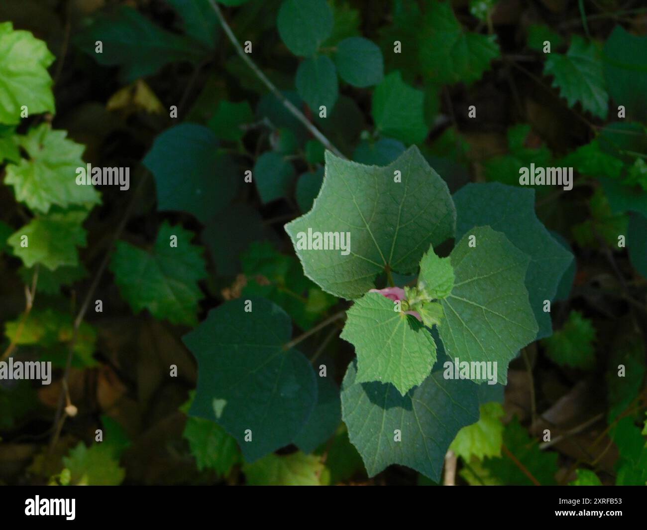 Caesar weed (Urena lobata) Plantae Stock Photo - Alamy