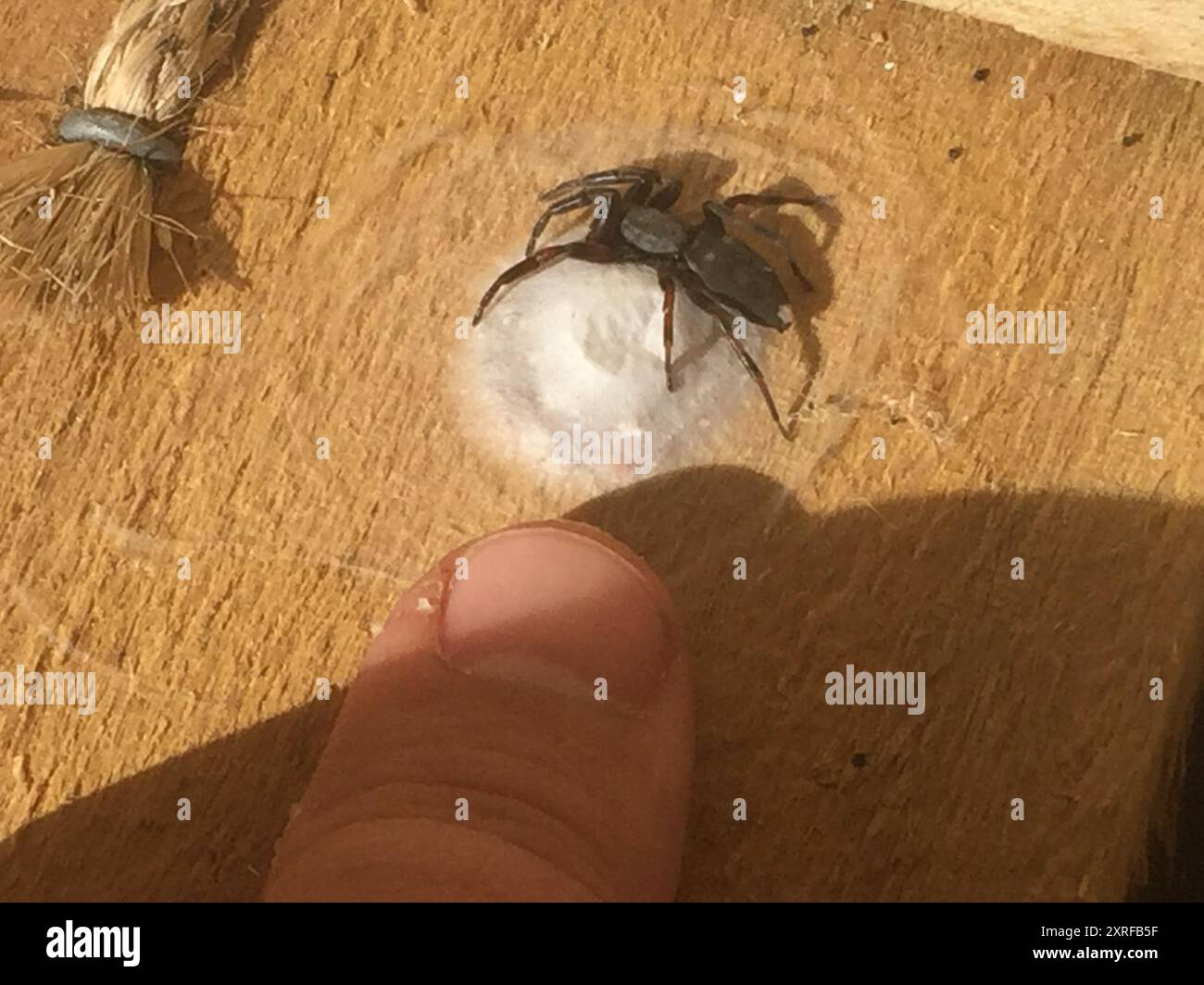 Eastern White-tail Spider (Lampona murina) Arachnida Stock Photo - Alamy