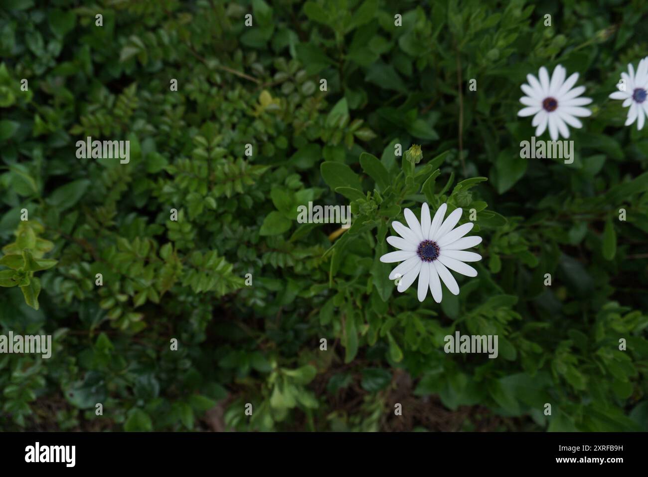 trailing African daisy (Dimorphotheca fruticosa) Plantae Stock Photo ...