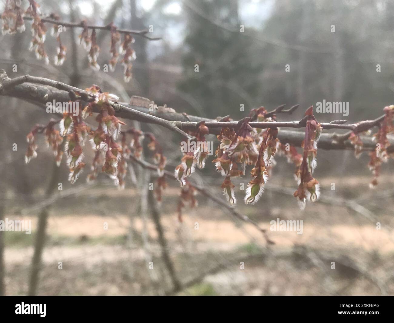 Winged Elm (Ulmus alata) Plantae Stock Photo - Alamy