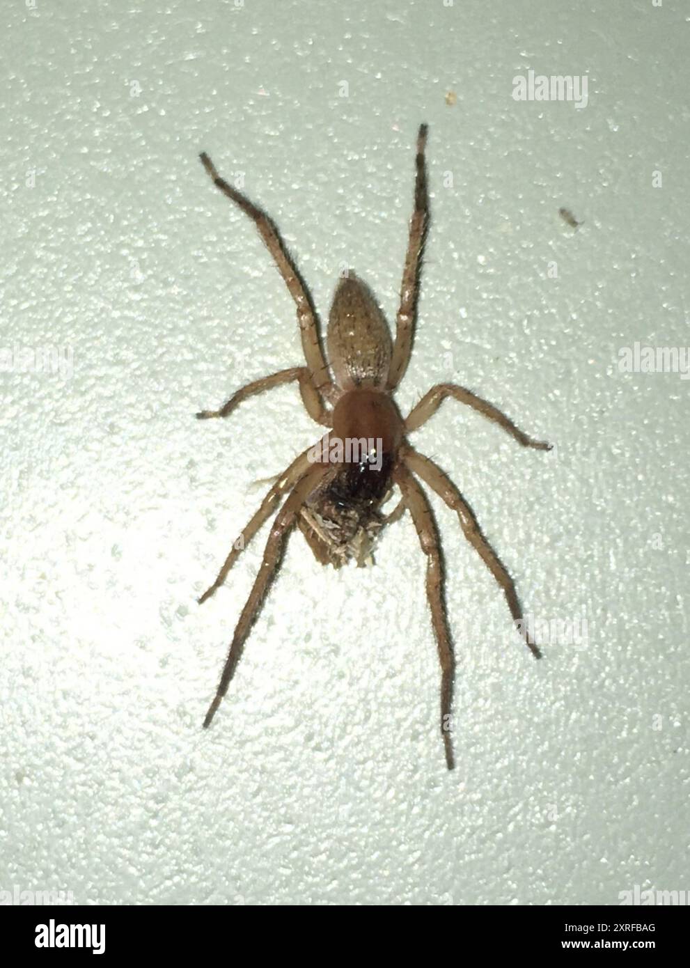 garden ghost spider (Hibana gracilis) Arachnida Stock Photo - Alamy