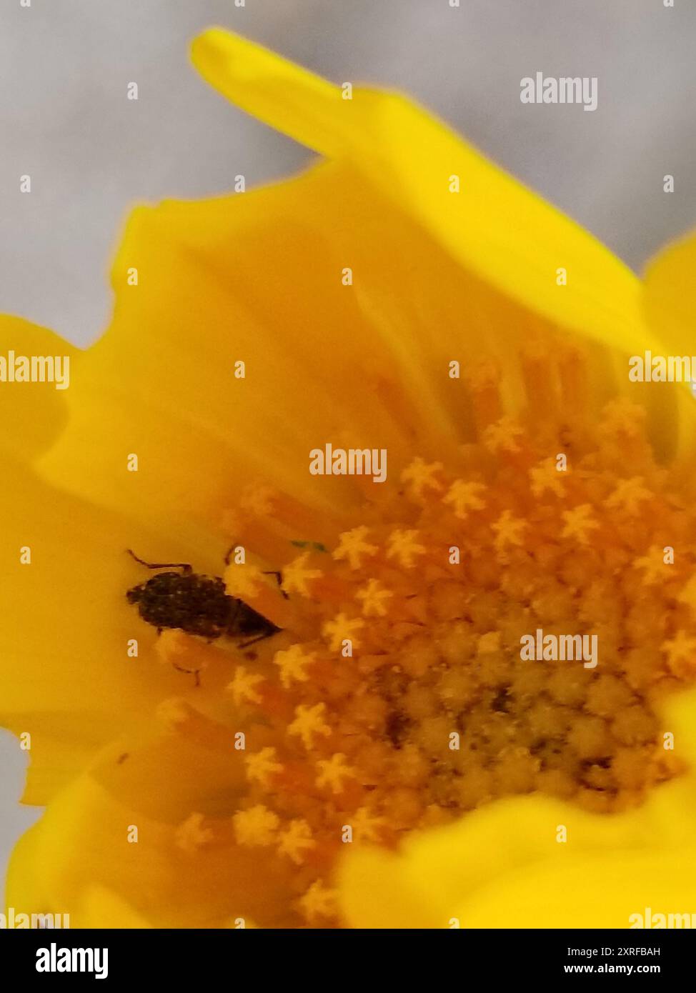 Short-winged Flower Beetles (Kateretidae) Insecta Stock Photo - Alamy