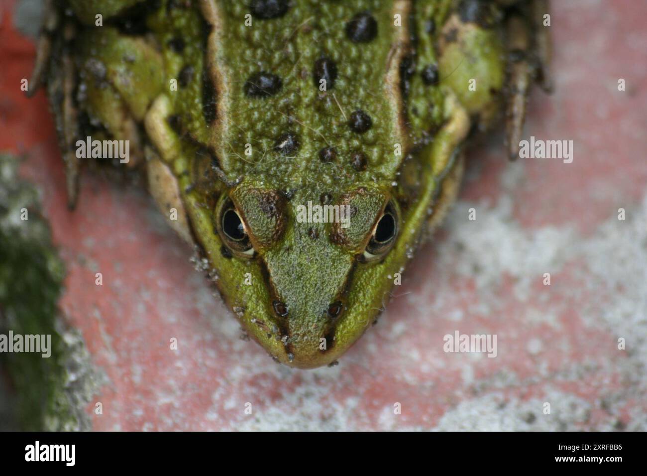 Water Frogs (Pelophylax) Amphibia Stock Photo - Alamy