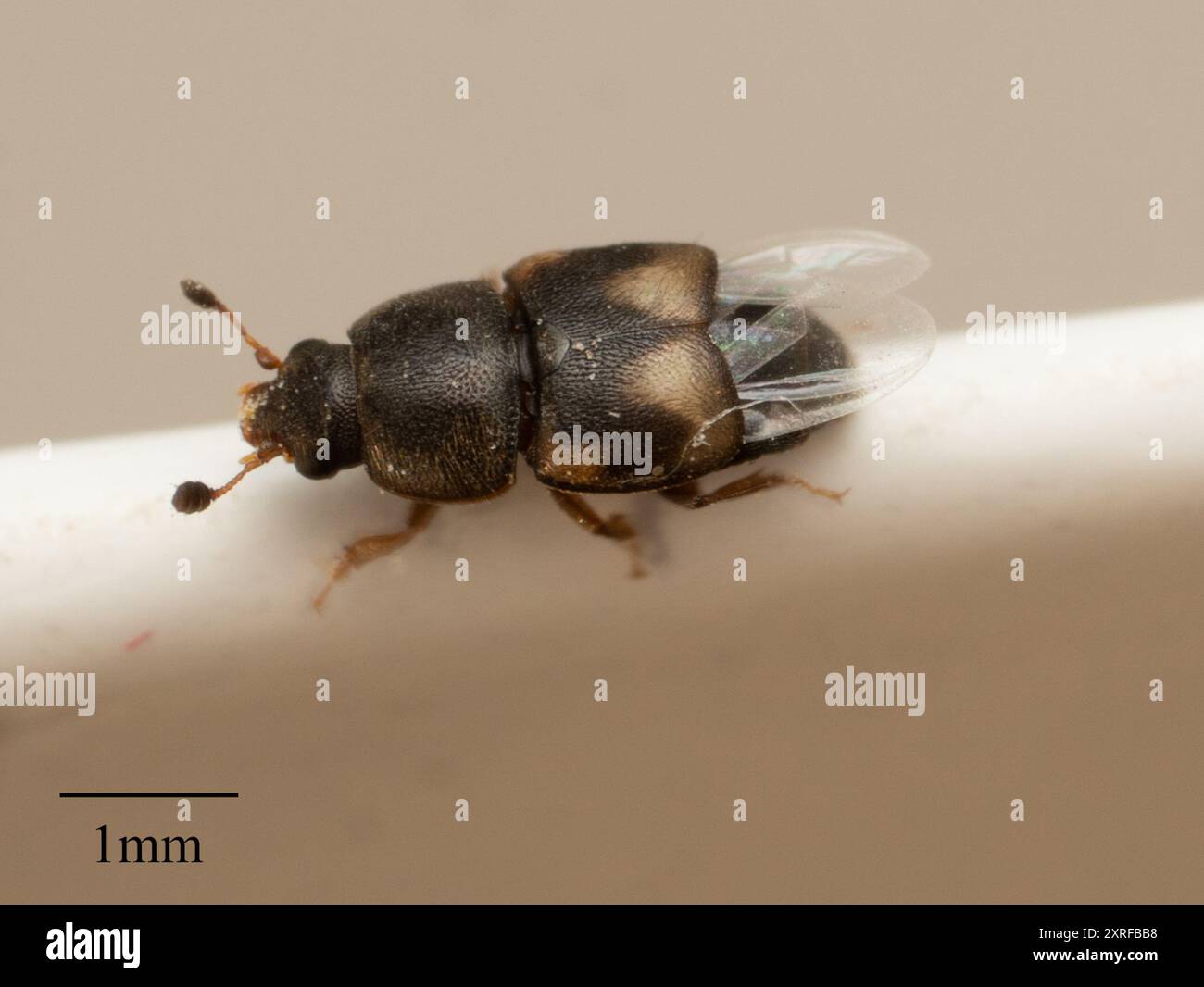 Carpophilus hemipterus hi-res stock photography and images - Alamy